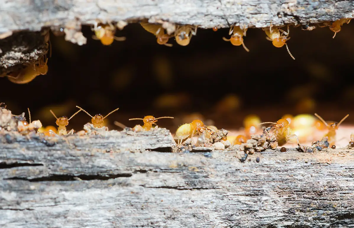 Wood-Destroying Insects 101: Identifying and Preventing the Biggest ...