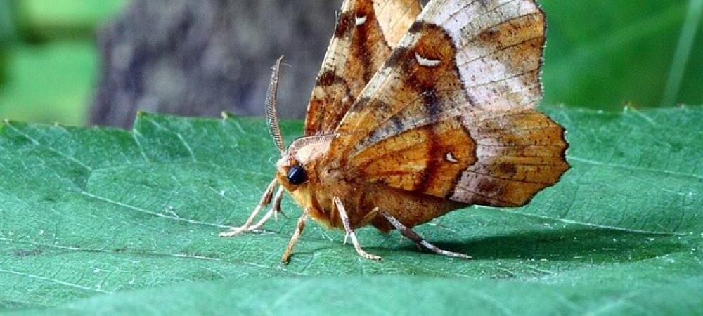 The Surprising Things that Attract Moths to Your Home | Clancy Brothers ...